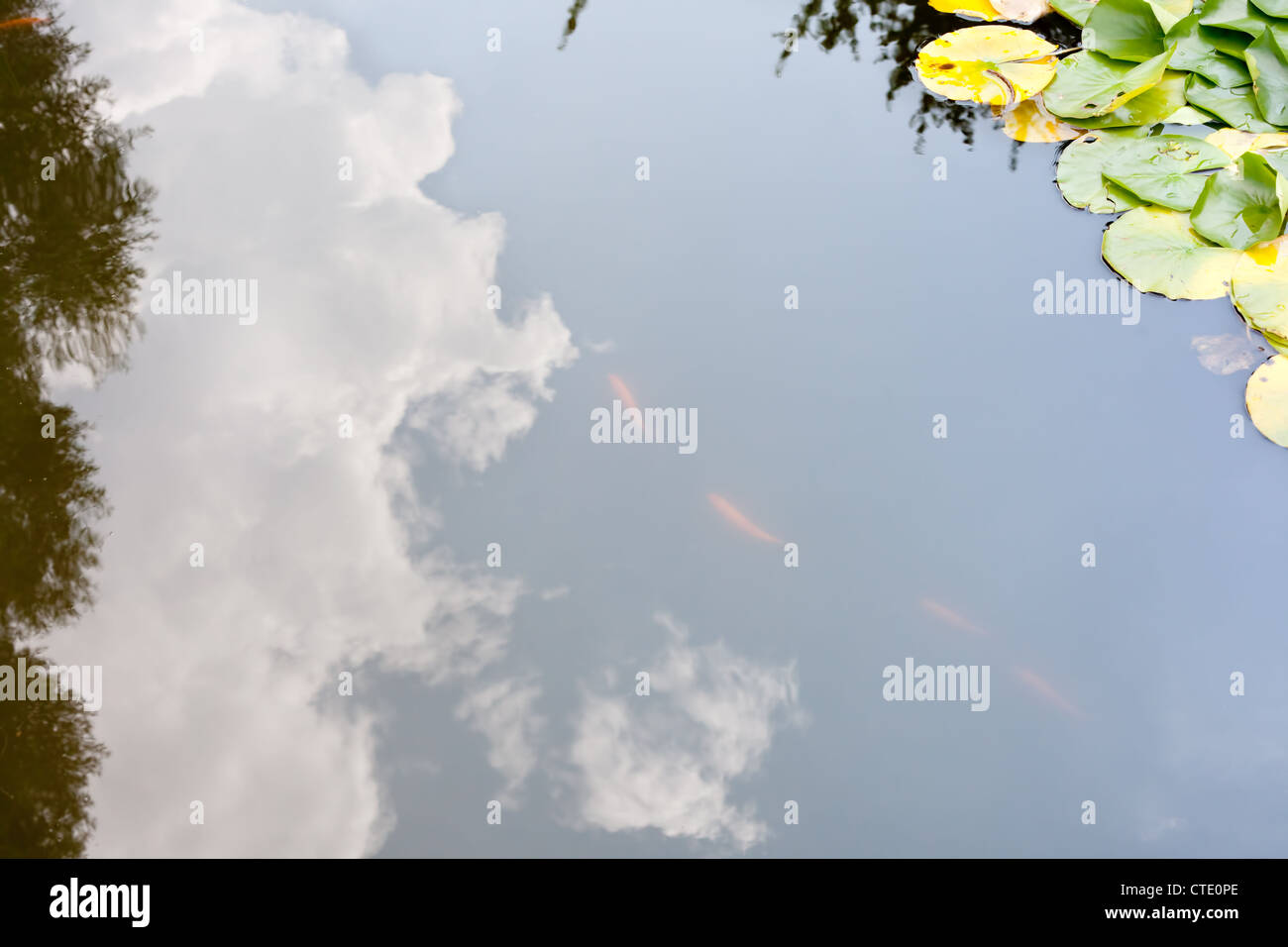 Red fishes in a lake; reflection in water from tree and sky Stock Photo ...