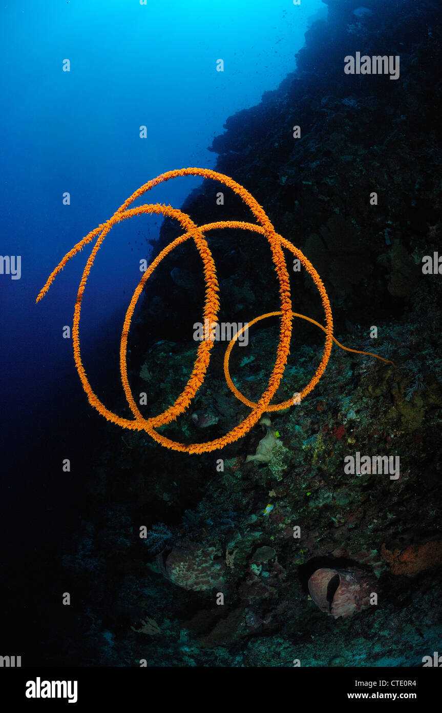 Spiral Wire Coral at Reef, Stichopathes sp., Bunaken, North Sulawesi ...