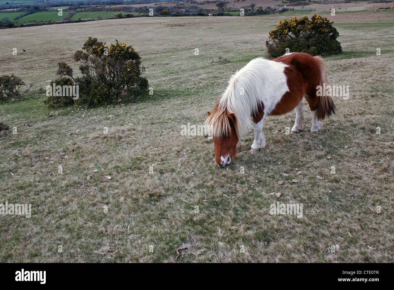 Pony eating grass on Dartmoor National Park in Devon Stock Photo - Alamy