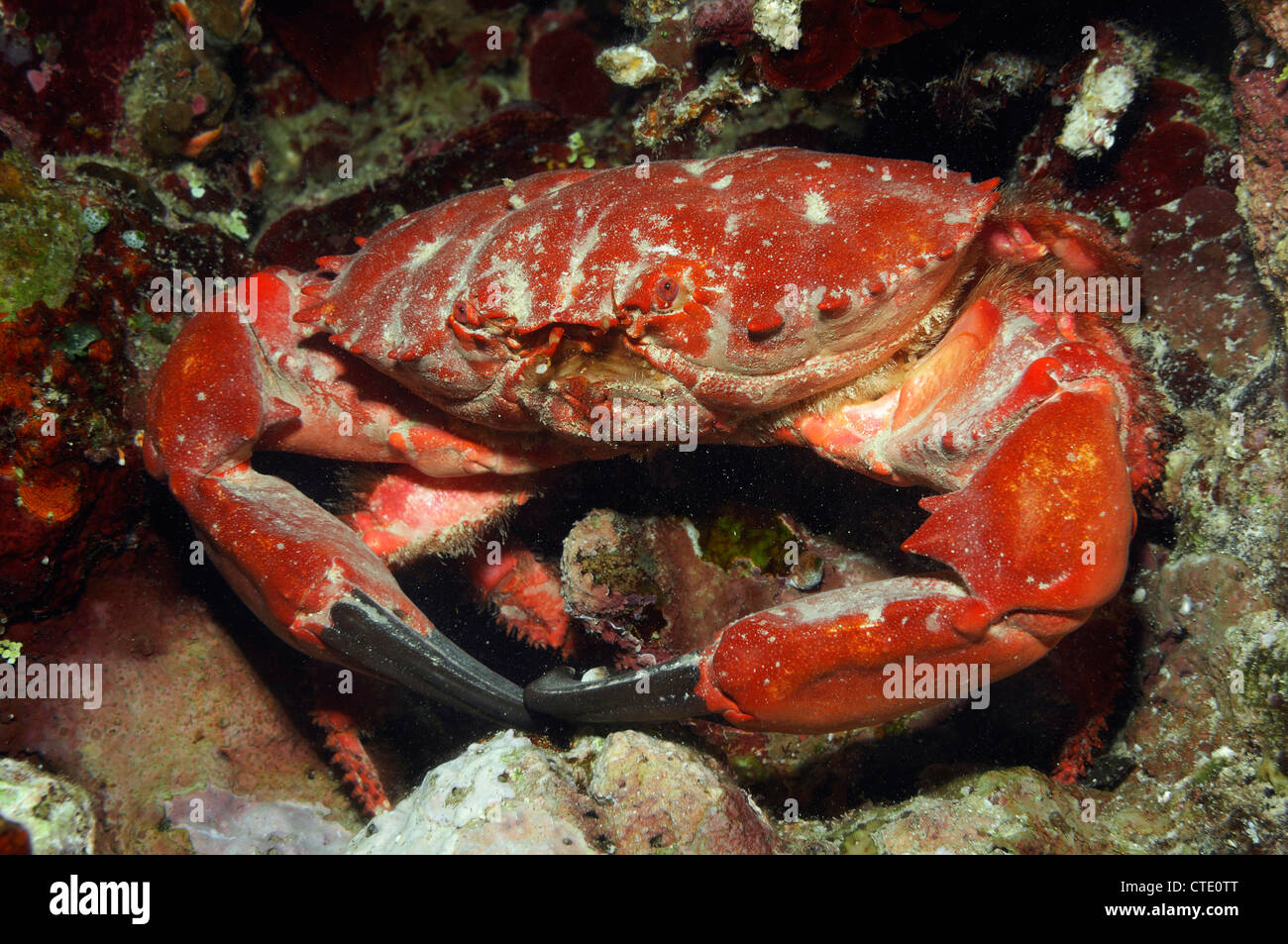 Red Splendid Round Crab, Etisus splendidus, Bunaken, North Sulawesi ...