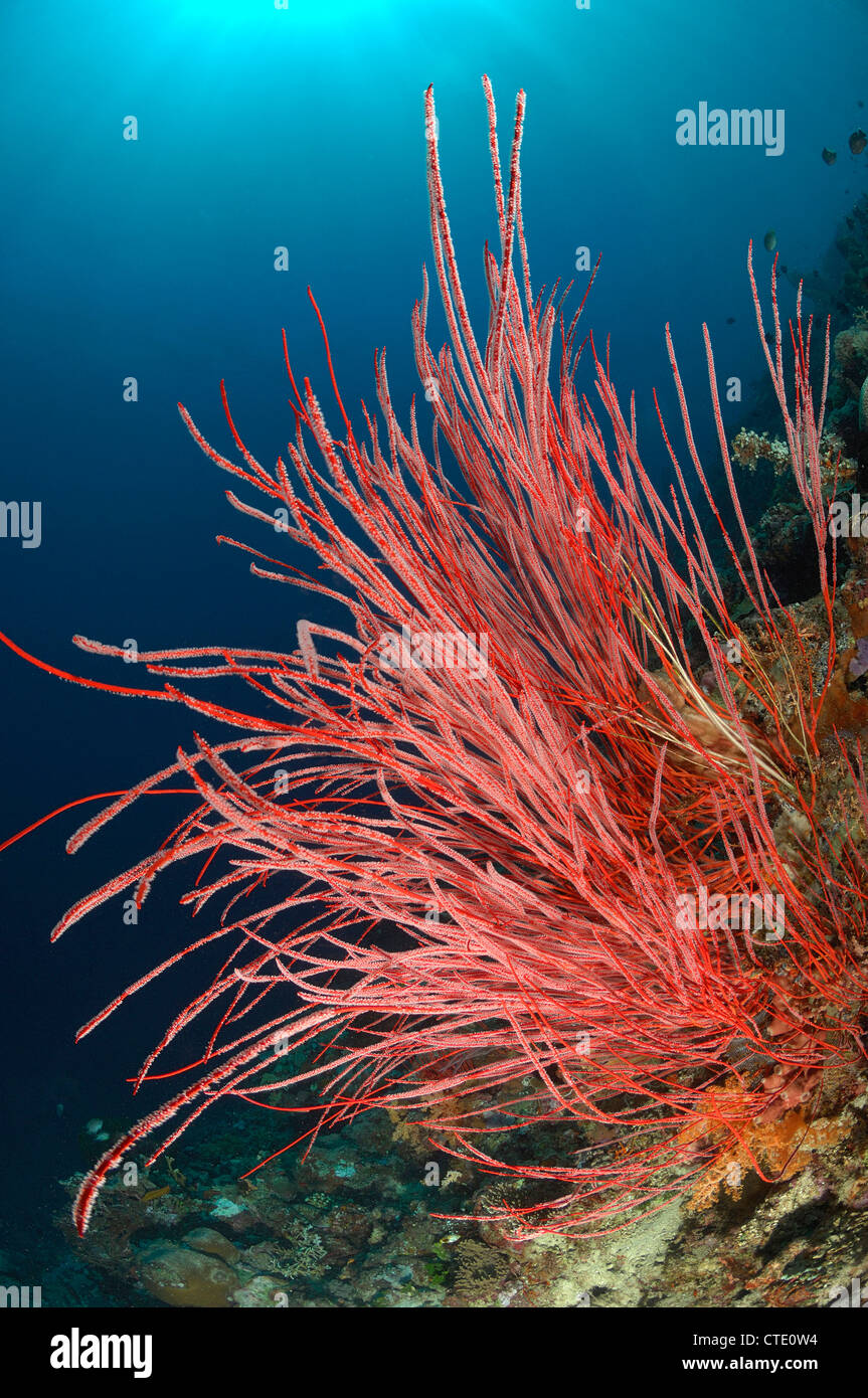 Sea whip coral ellisella ceratophyta hi-res stock photography and ...