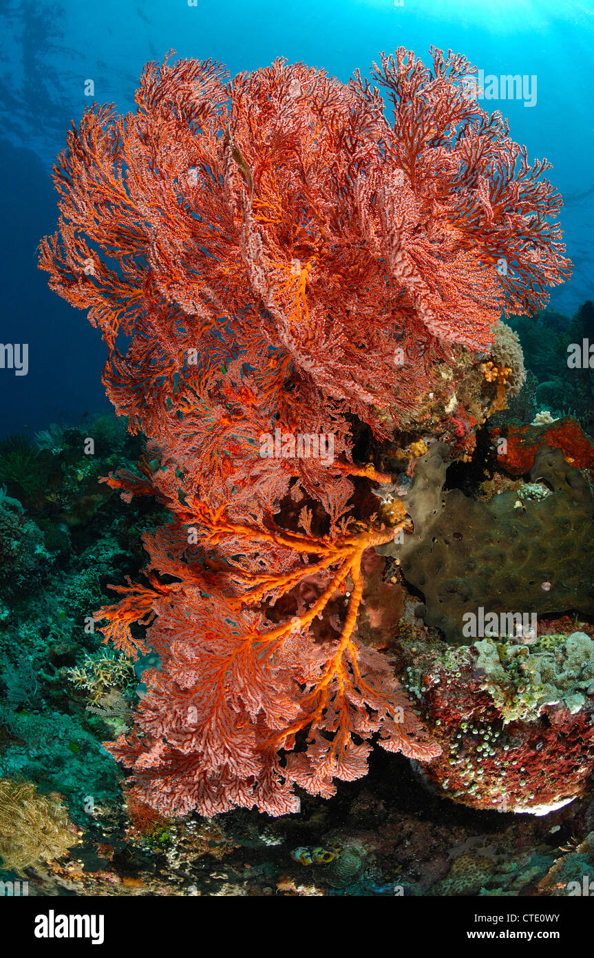 Seafan in Coral Reef, Melithaea sp., Bunaken, North Sulawesi, Indonesia ...