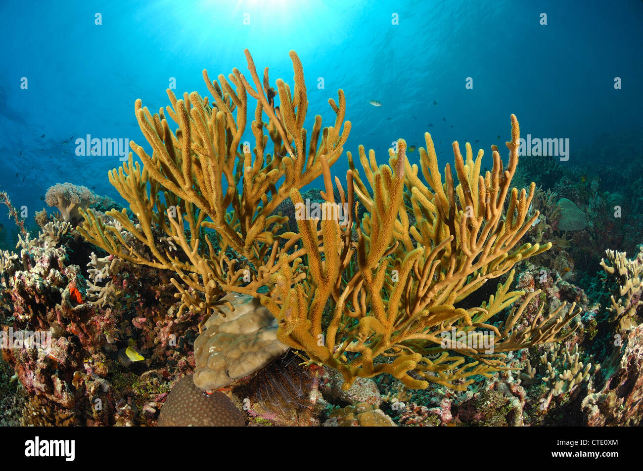 Golden Coral in Coral Reef, Isis hippuris, Bunaken, North Sulawesi ...