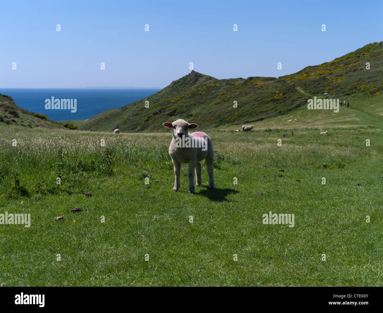 dh Morte Point MORTEHOE DEVON Devonshire lamb on coastal footpath ...