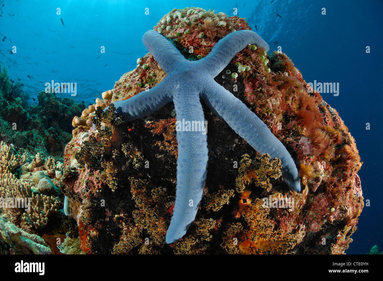 Blue Starfish in Coral Reef, Linckia laevigata, Bunaken, North Sulawesi ...