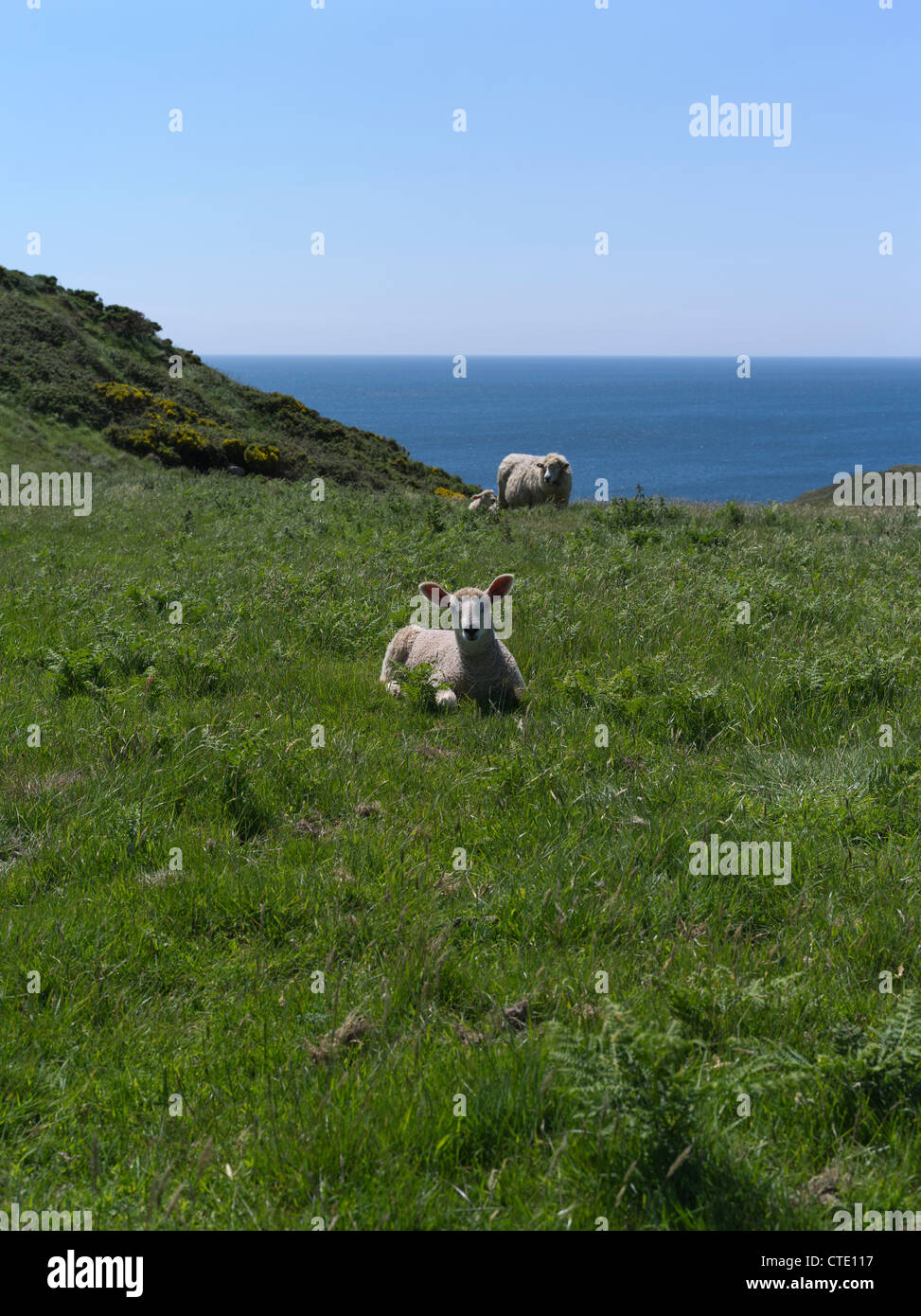 dh Mortehoe Point MORTEHOE DEVON Devonshire lamb on coastal grass ...