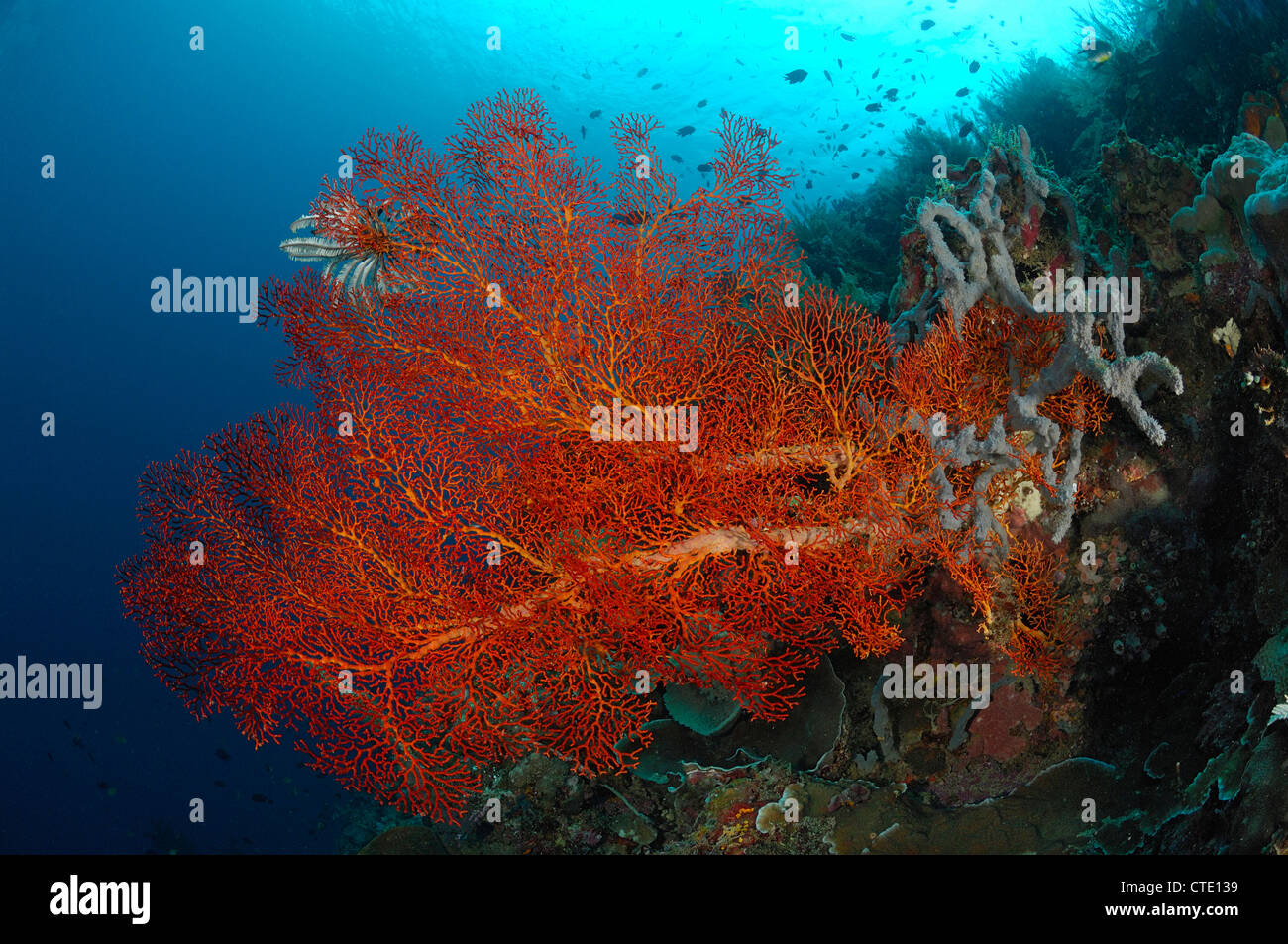 Seafan in Coral Reef, Melithaea sp., Manado, North Sulawesi, Indonesia ...