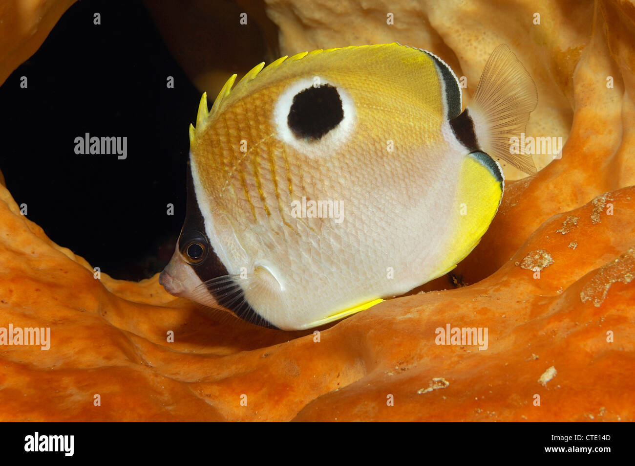 Teardrop butterflyfish hi-res stock photography and images - Alamy