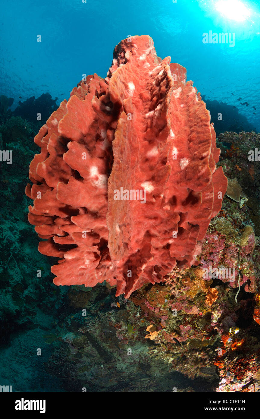 Red barrel sponge xestospongia testudinaria hi-res stock photography ...