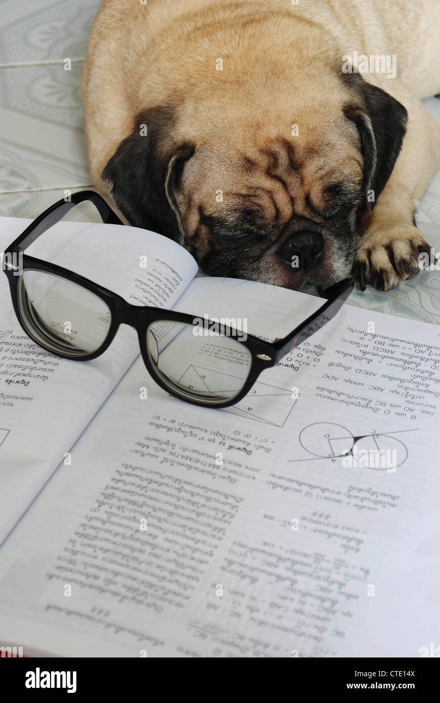 Tired Puppy Studying