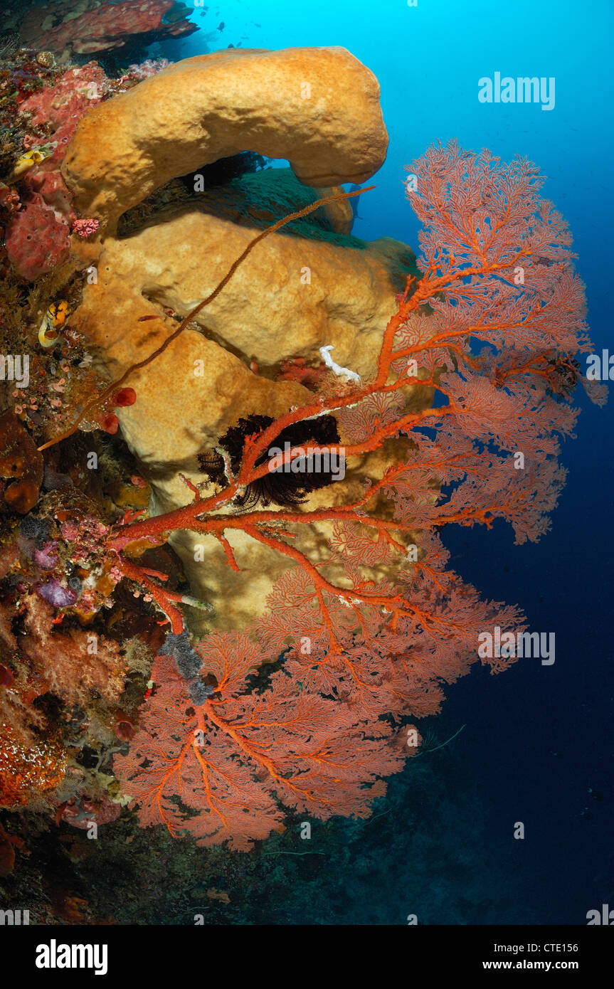 Seafan in Coral Reef, Melithaea sp., Bunaken, North Sulawesi, Indonesia ...