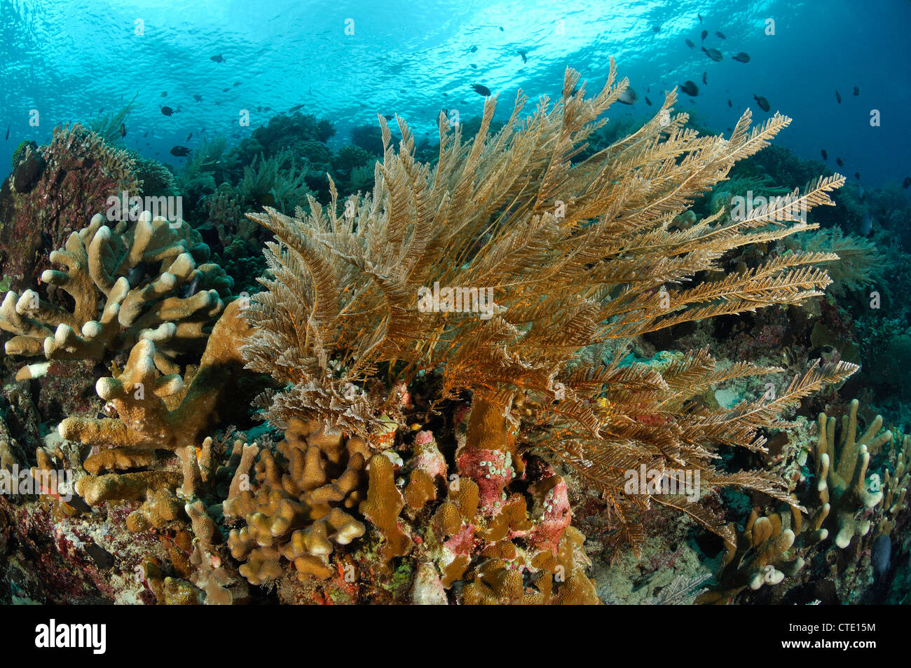 Stinging Hydroid, Aglaophenia cupressina, Bunaken, North Sulawesi ...