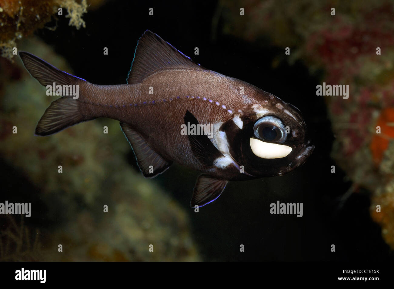 Anomalopidae hi-res stock photography and images - Alamy