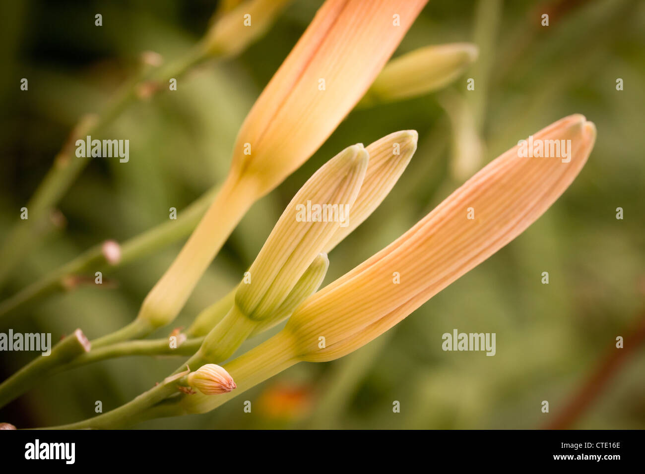 Orange lilly buds against green background Stock Photo - Alamy