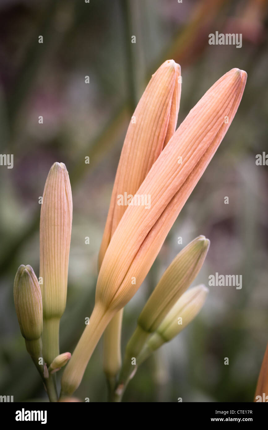 Orange lilly buds against green background Stock Photo - Alamy
