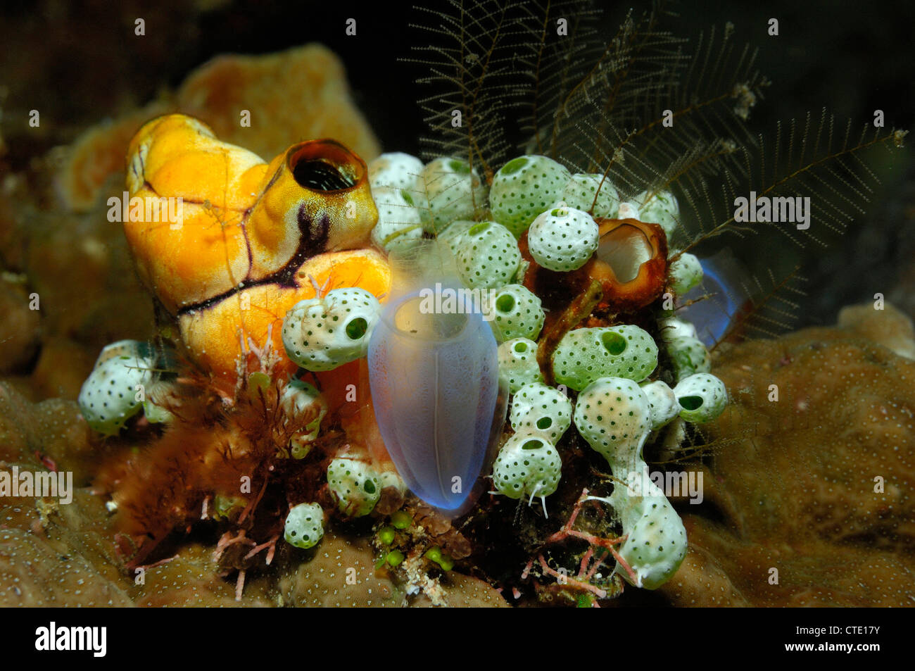 Colony of different Tunicates, Bunaken, North Sulawesi, Indonesia Stock ...