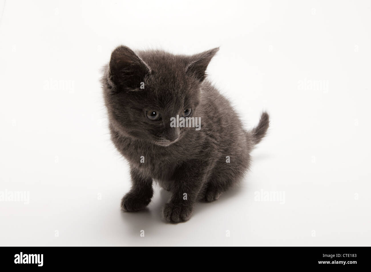 A grey kitten Stock Photo - Alamy