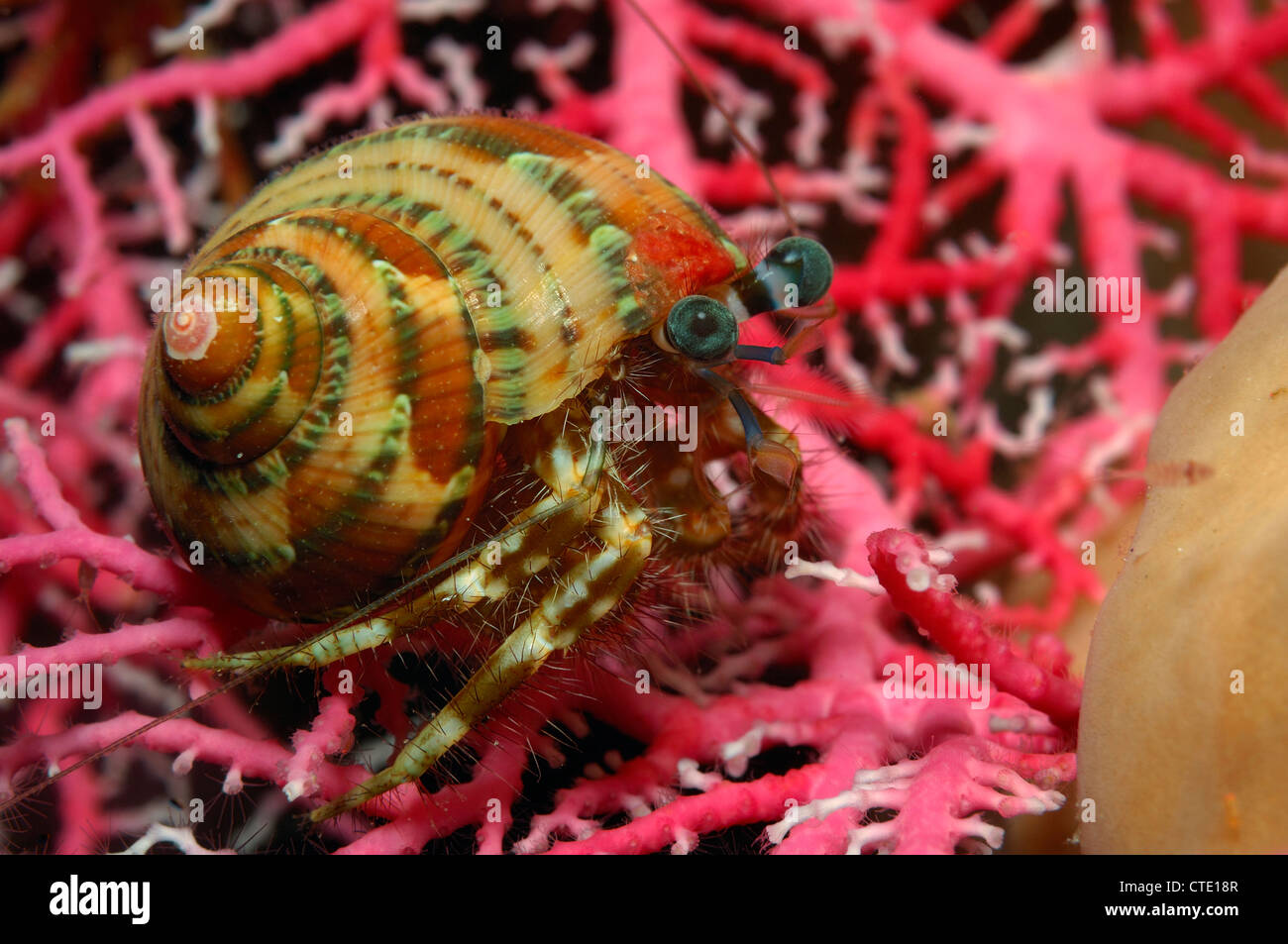 Diogenidae hi-res stock photography and images - Alamy