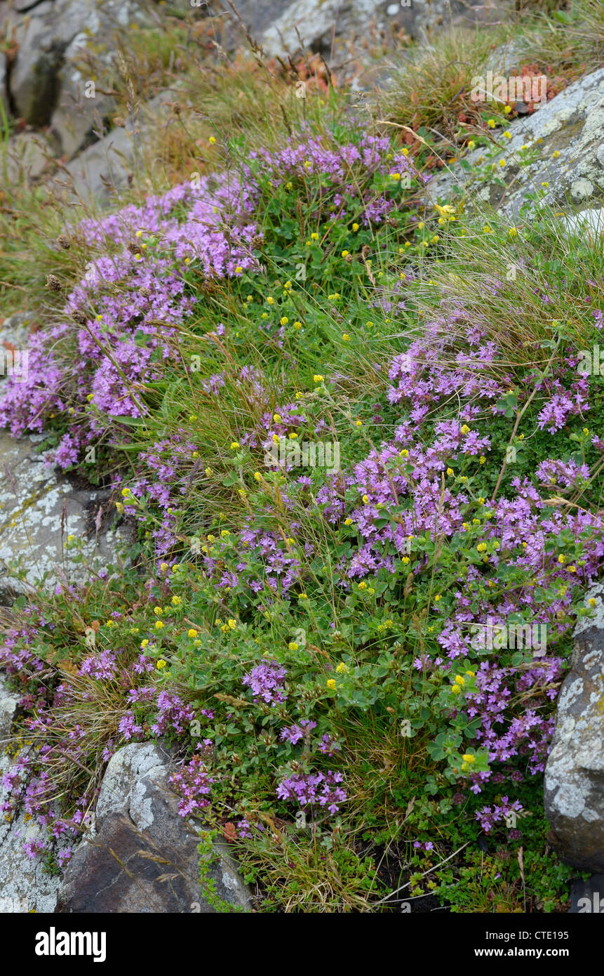 wild thyme rocks Stock Photo - Alamy