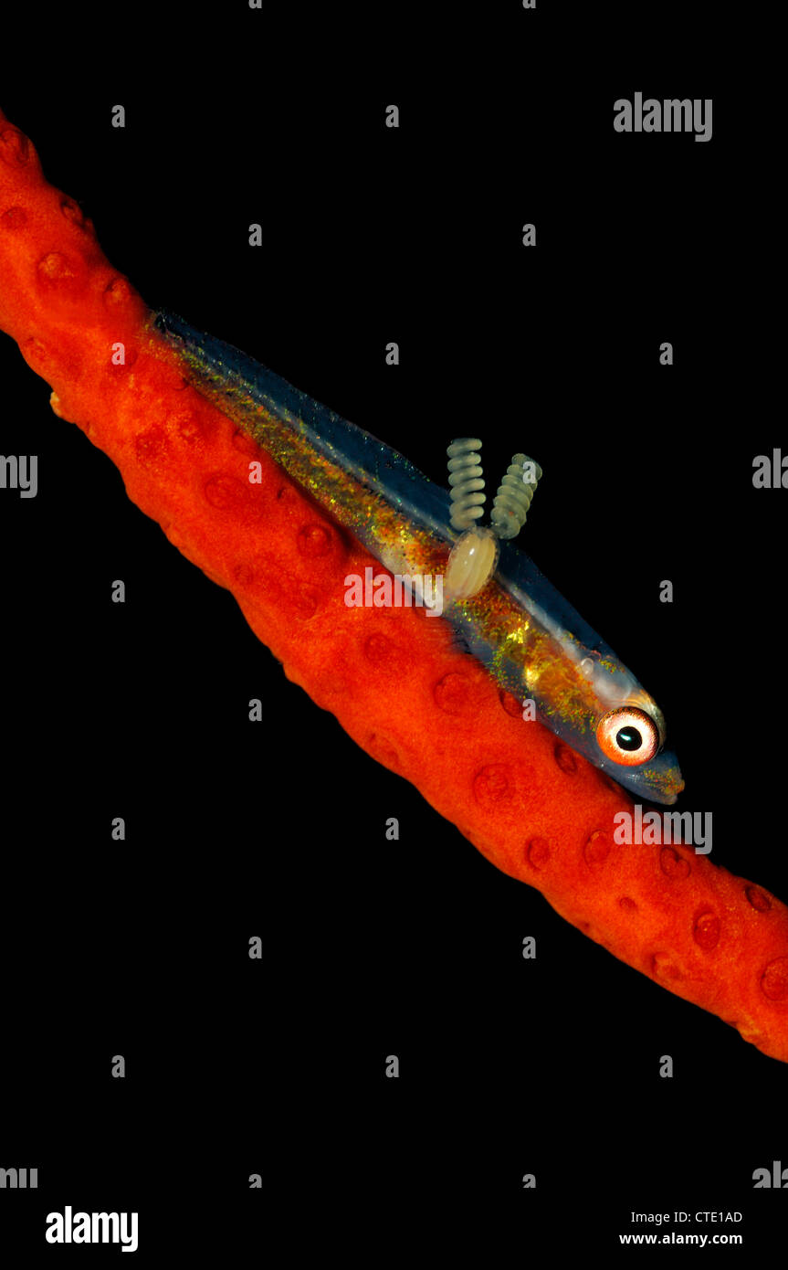 Parasite fishes hi-res stock photography and images - Alamy