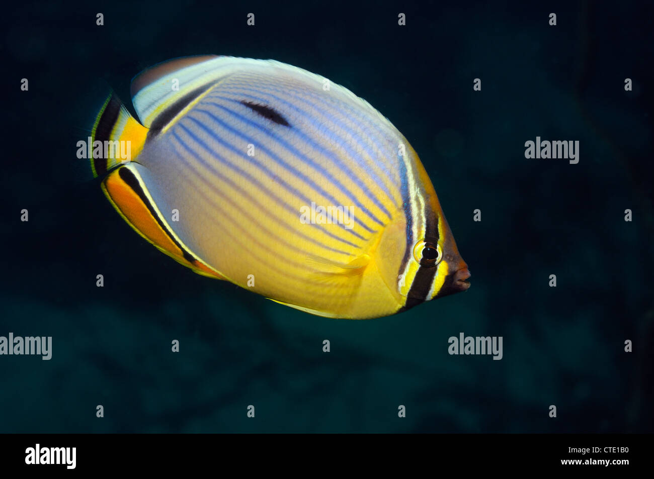 Pacific Redfin Butterflyfish, Chaetodon lunulatus, Phi Phi Islands ...