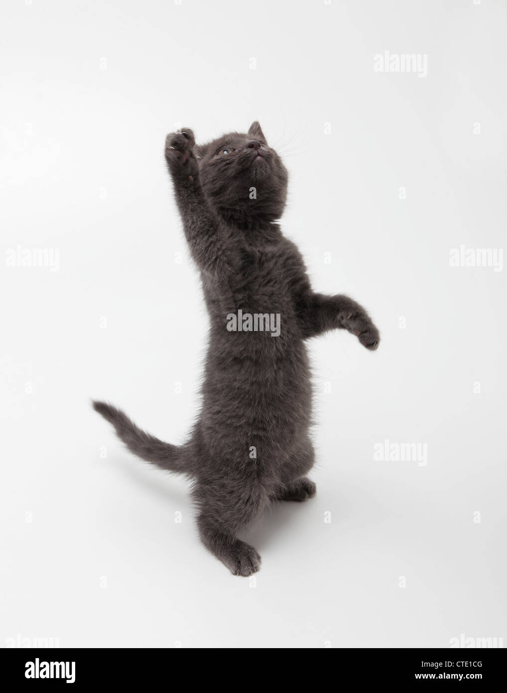 A grey kitten jumping up Stock Photo - Alamy