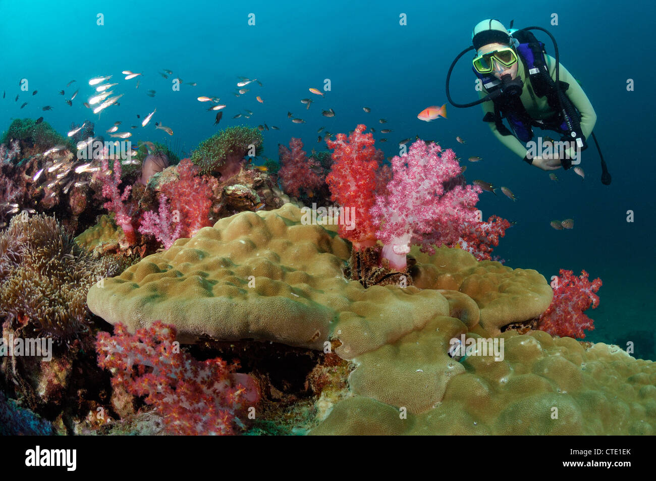 Scuba diving over Coral Reef, Phuket, Thailand Stock Photo - Alamy