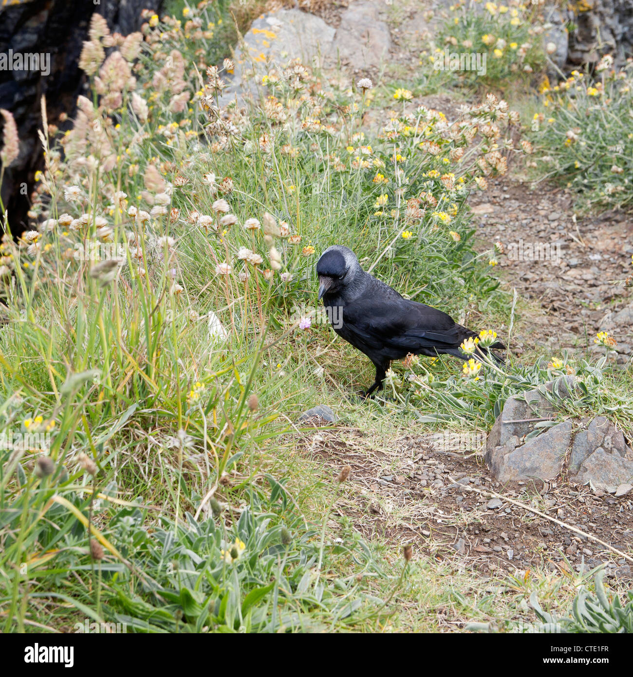 Jackdaw jackdaw hi-res stock photography and images - Alamy