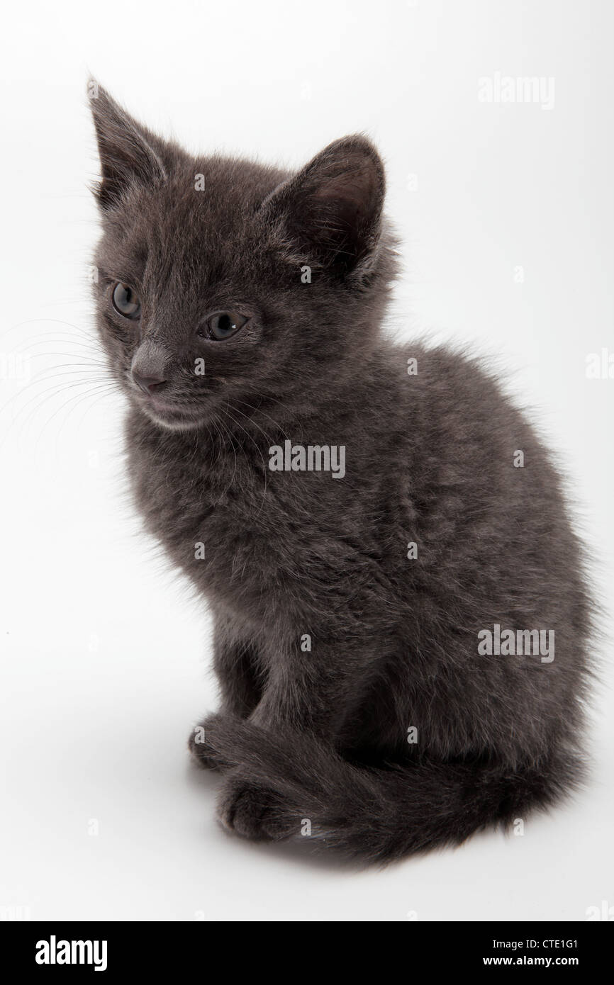 A grey kitten Stock Photo - Alamy