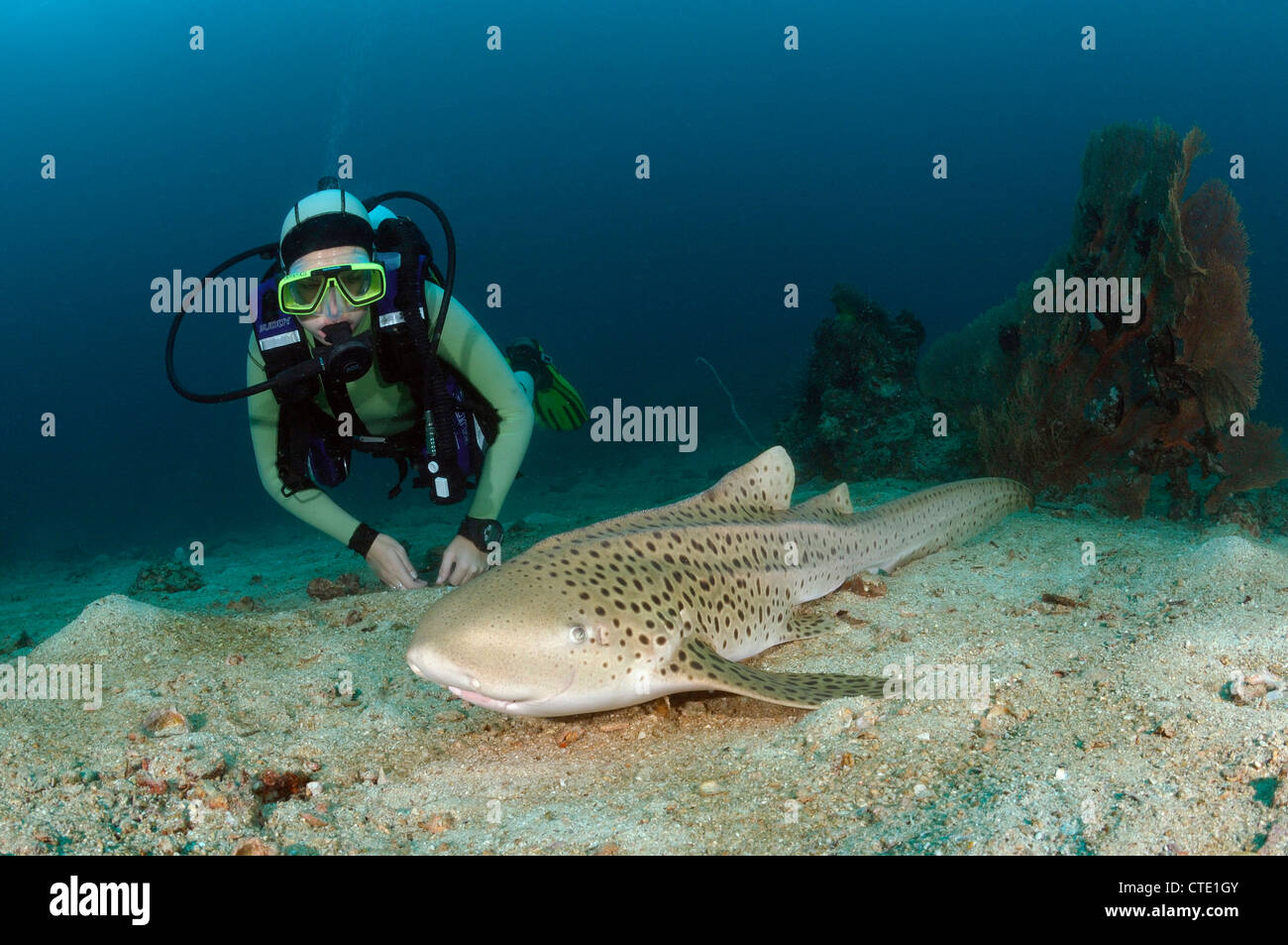 Scuba diver and Leopard Shark, Stegostaoma varium, Phi Phi Islands ...