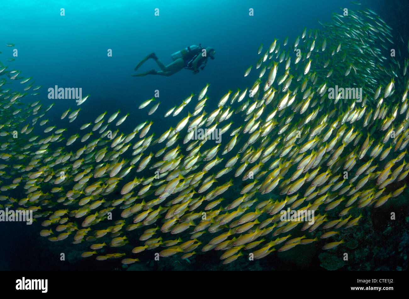 Shoal of Big-eye Snapper, Lutjanus lutjanus, Phi Phi Islands, Thailand ...