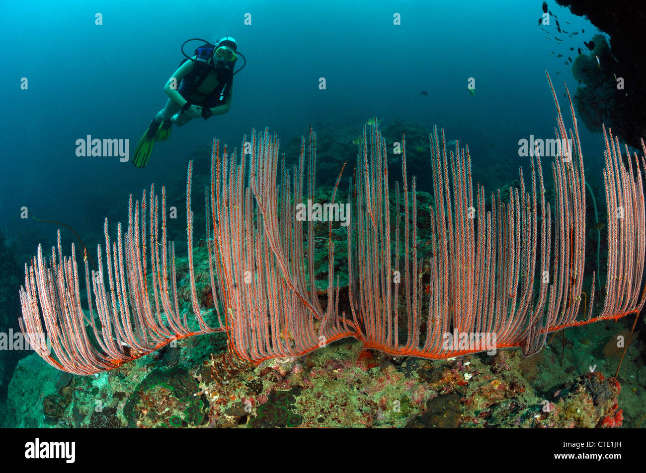 Scuba diver and Comb coral, Ctenocella pectinata, Phi Phi Islands ...