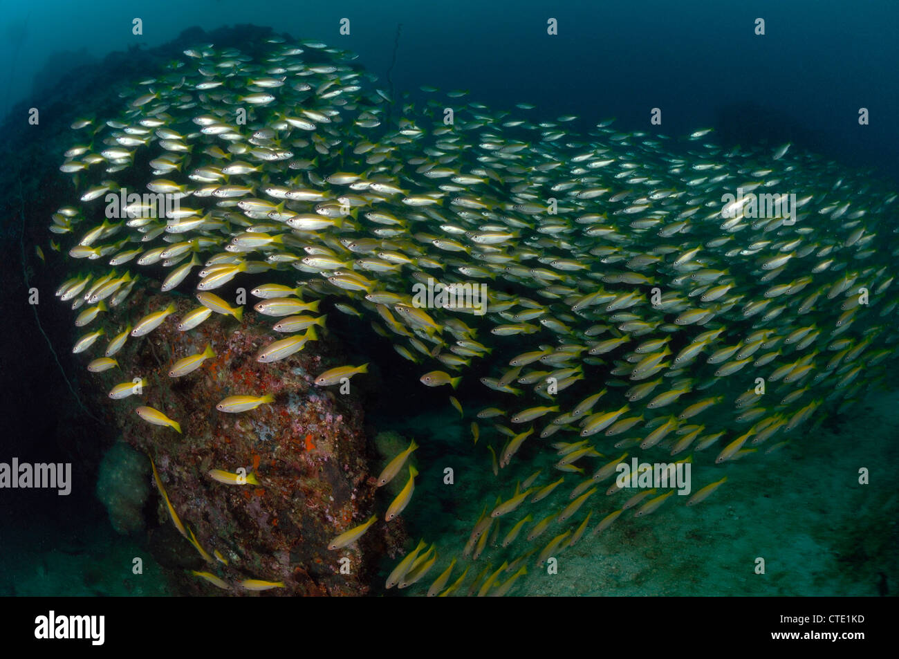 Shoal of Big-eye Snapper, Lutjanus lutjanus, Phi Phi Islands, Thailand ...
