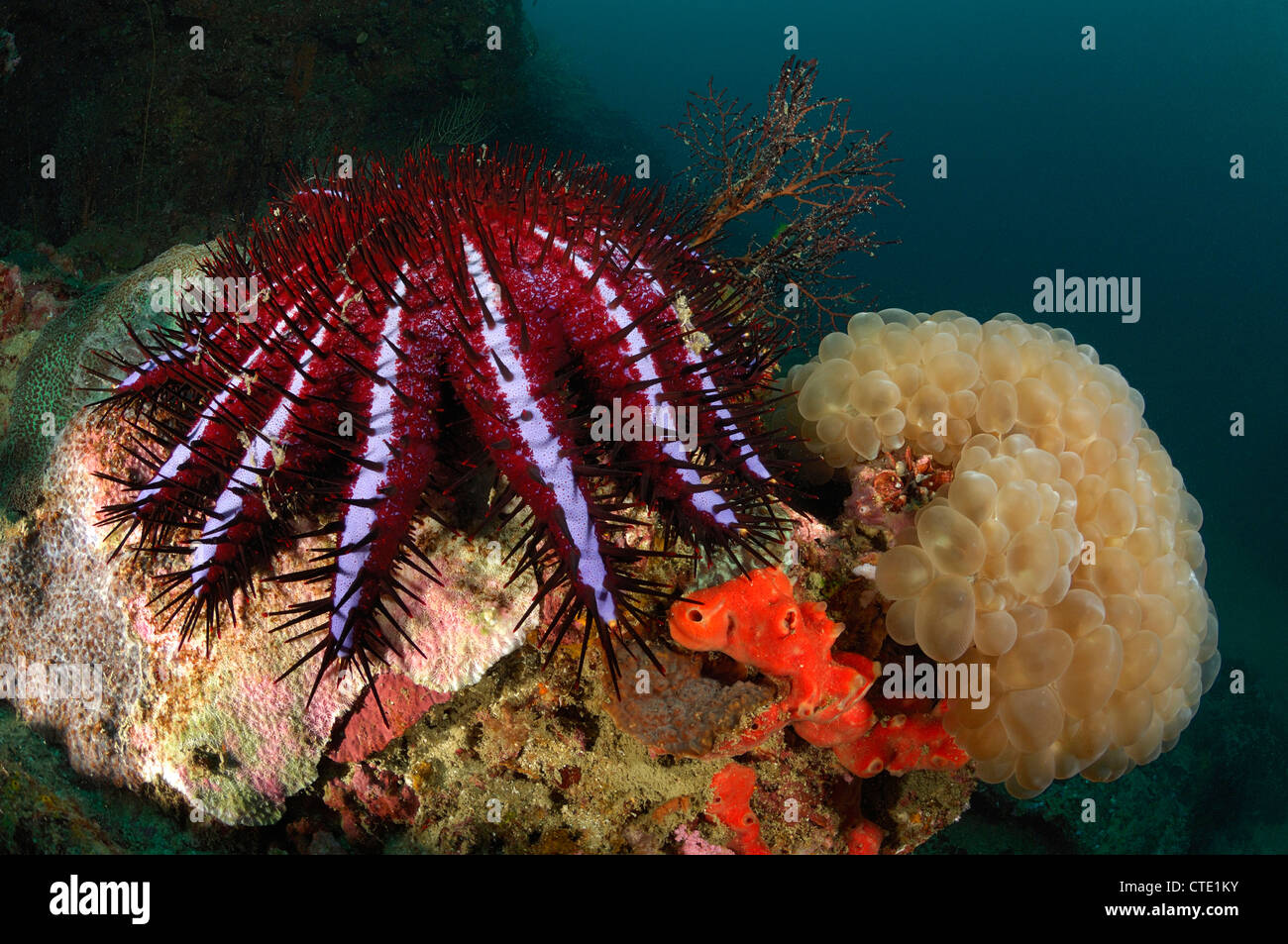 Crown-of-Thorns Starfish on Coral Reef, Acanthaster planci, Phi Phi ...