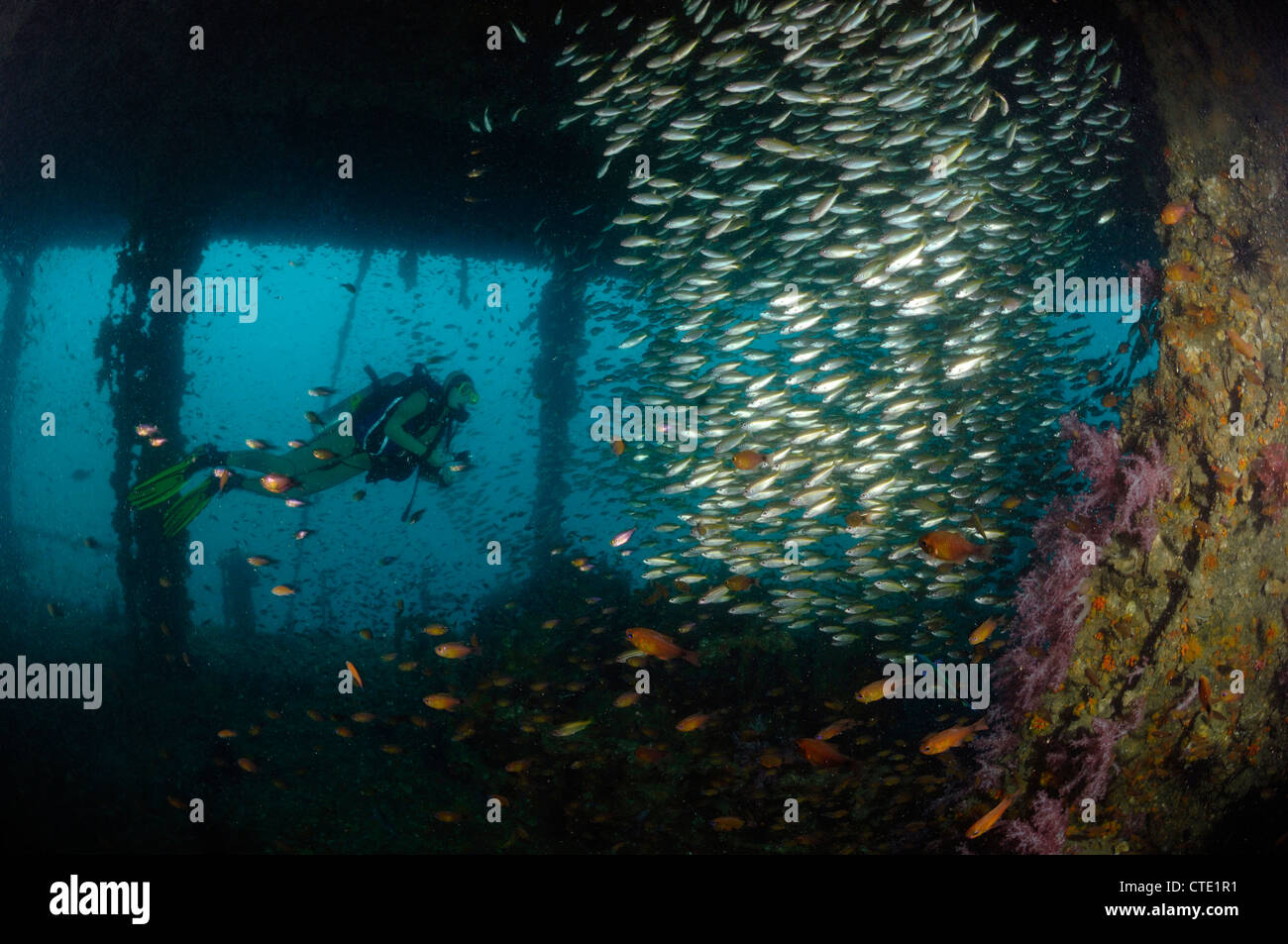 School fish inside ship hi-res stock photography and images - Alamy