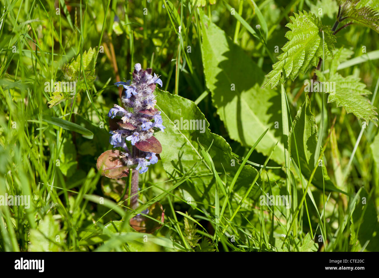 Common bugle hi-res stock photography and images - Alamy
