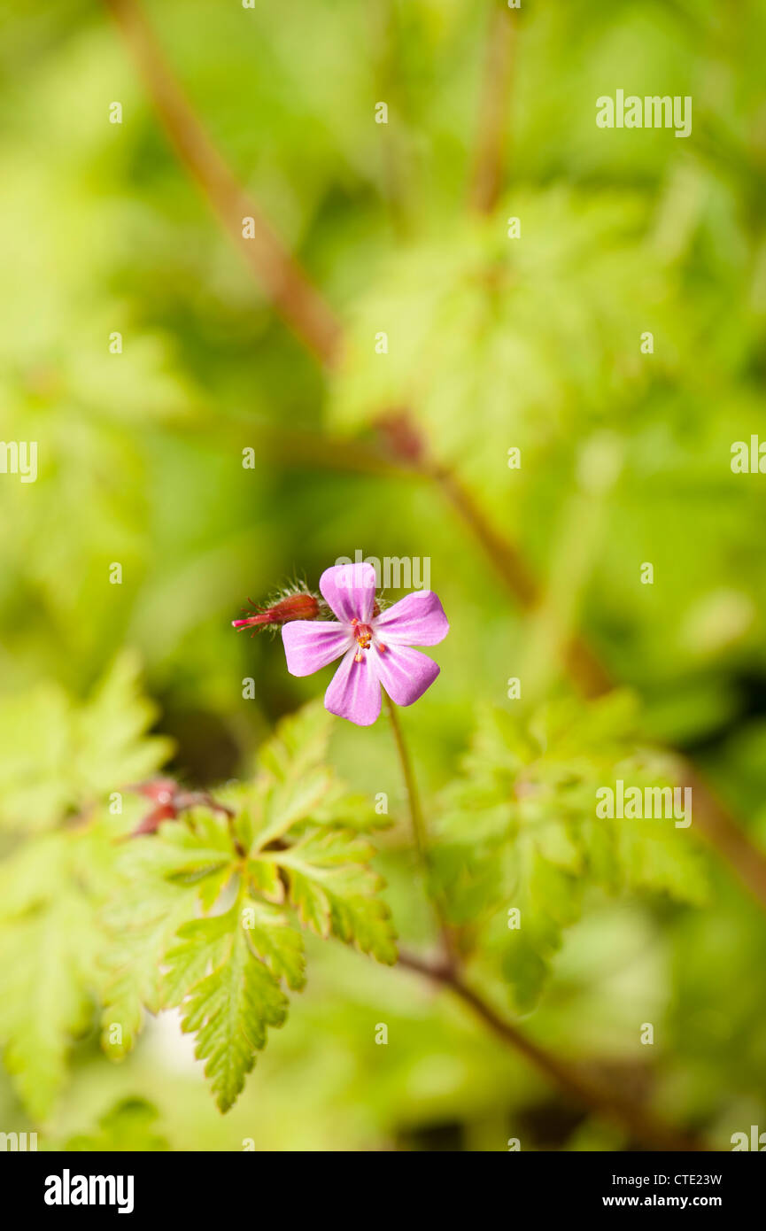 Herb Robert, Geranium robertianum in spring Stock Photo - Alamy