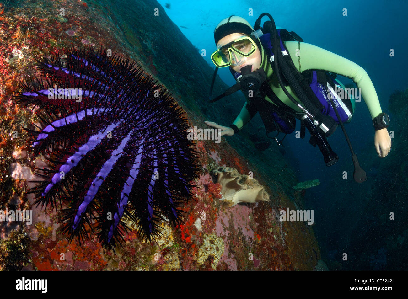 Starfish coral reef hi-res stock photography and images - Alamy