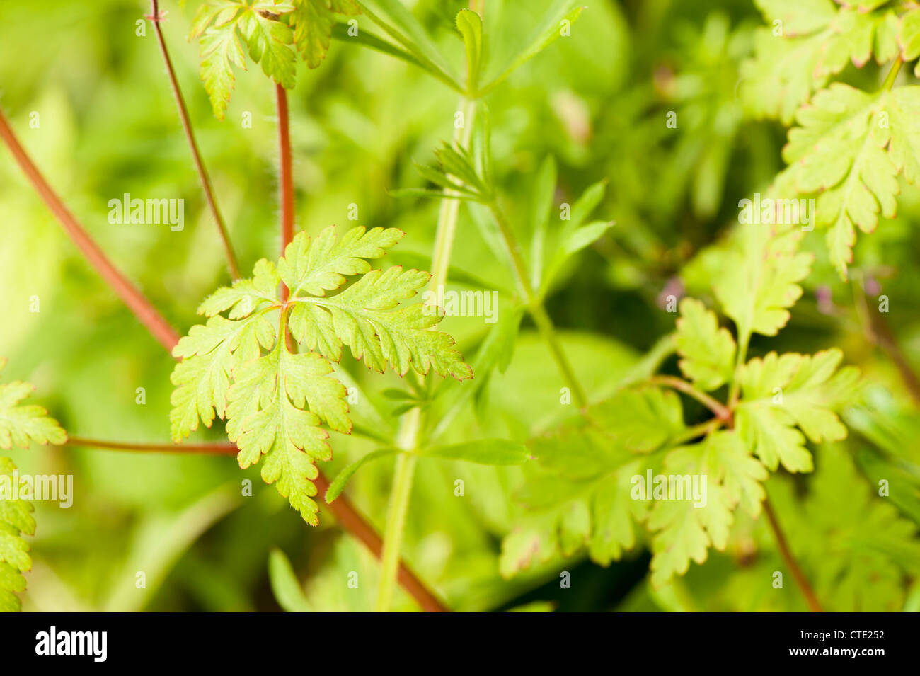 Leaves of Herb Robert, Geranium robertianum in spring Stock Photo - Alamy