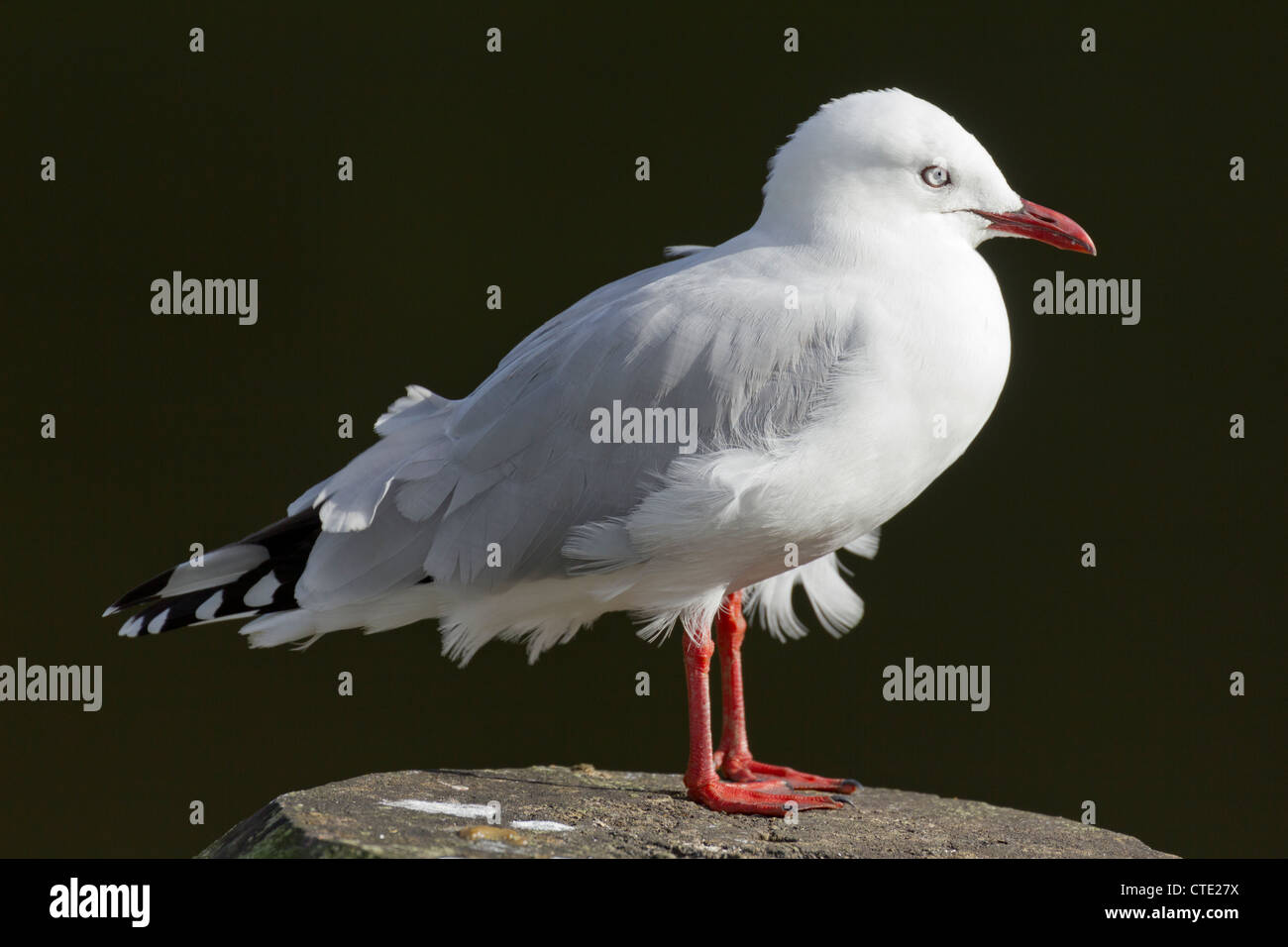 Seagull red beak hi-res stock photography and images - Alamy