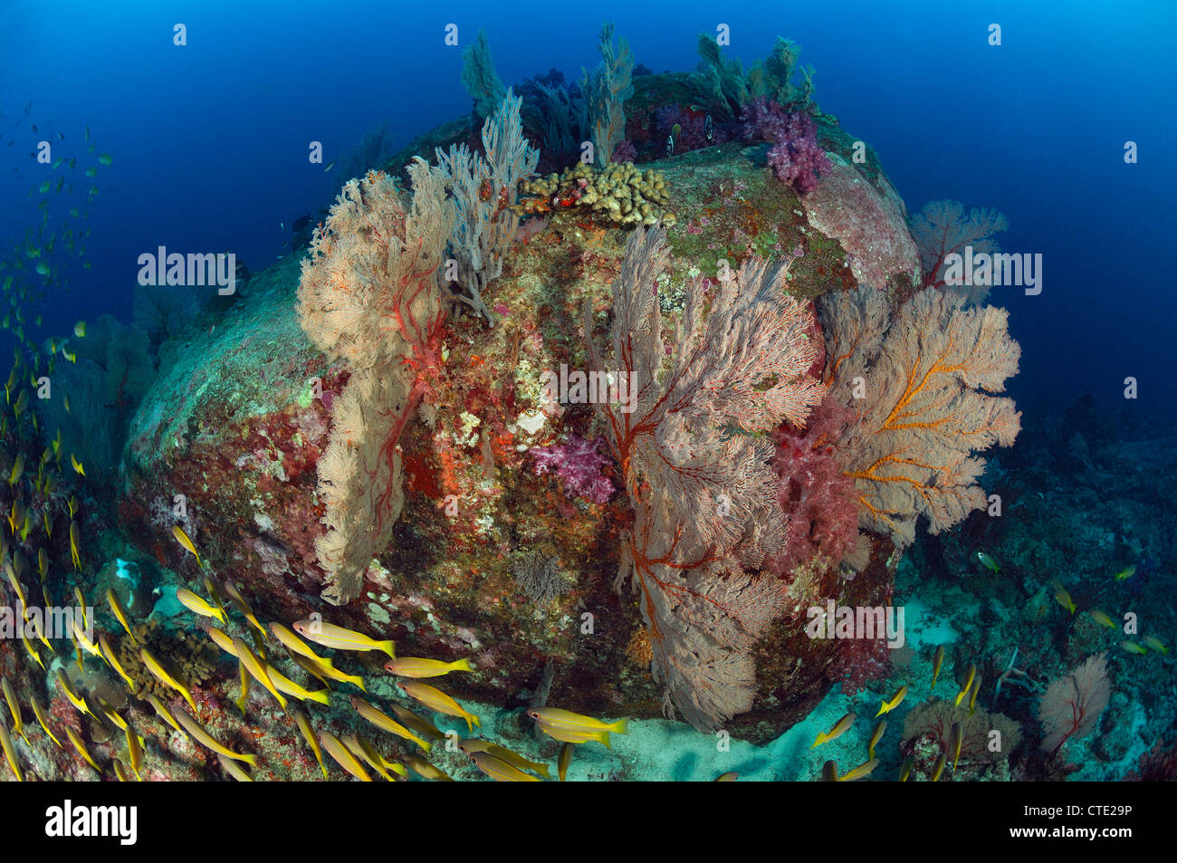 Seafan in Coral Reef, Melithaea sp., Similan Islands, Thailand Stock ...