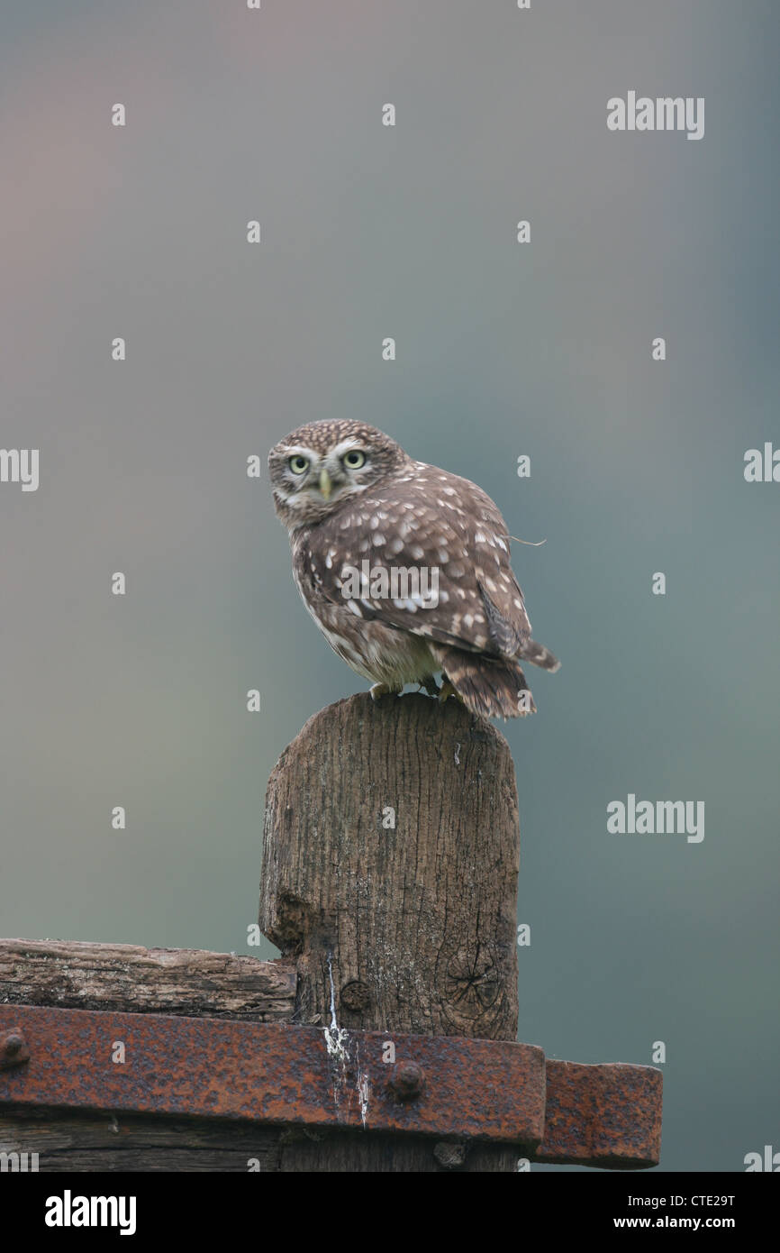 Birds on gate hi-res stock photography and images - Alamy