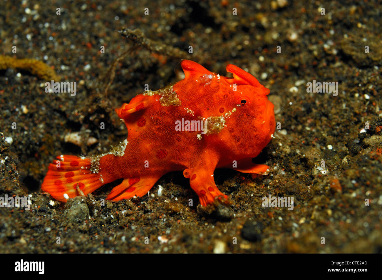 Red Spotted Frogfish, Antennarius pictus, Bali, Tulamben, Indonesia ...