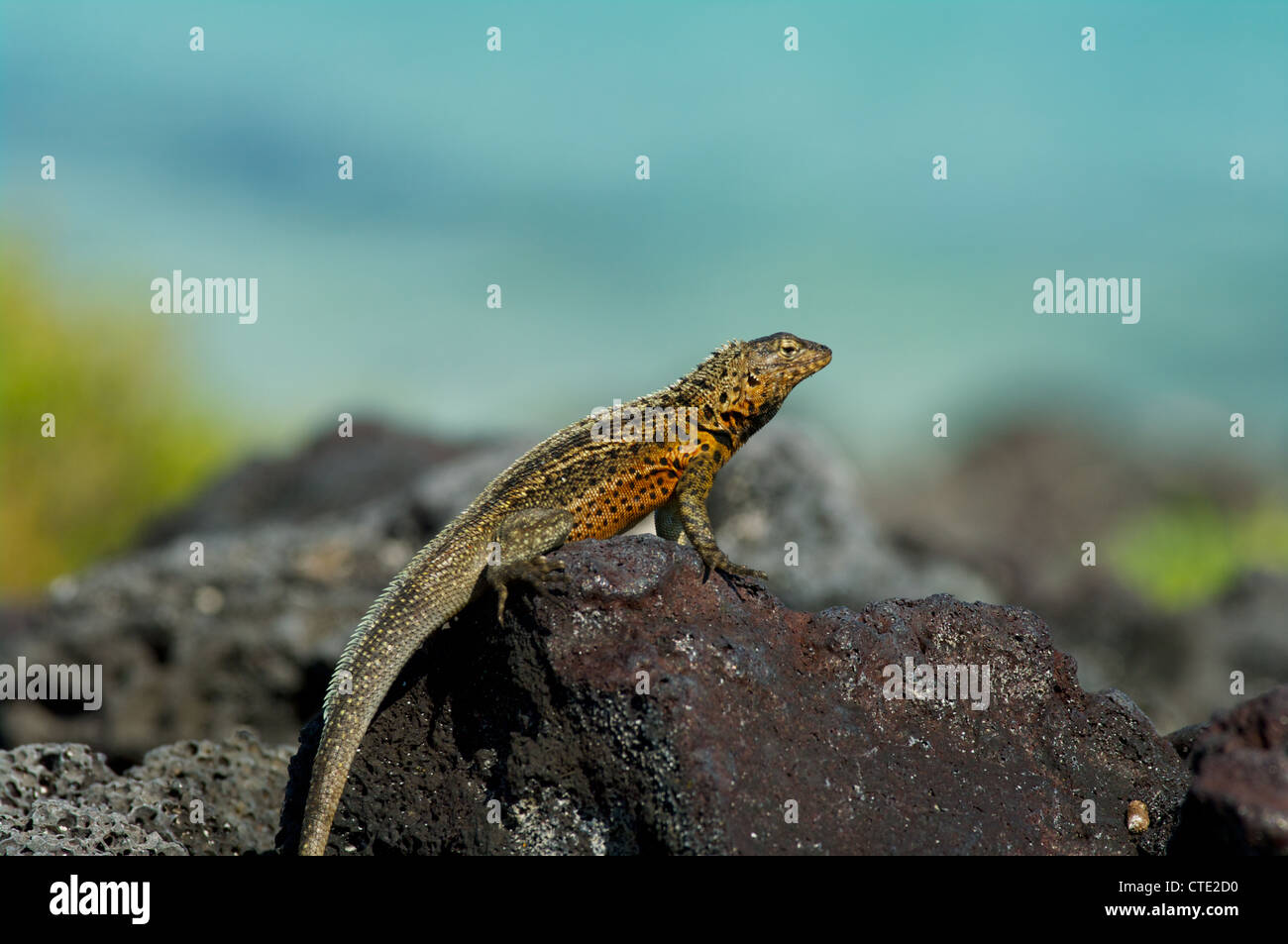 A Galapagos Lava Lizard (Microlophus albemarlensis) basks on a volcanic ...