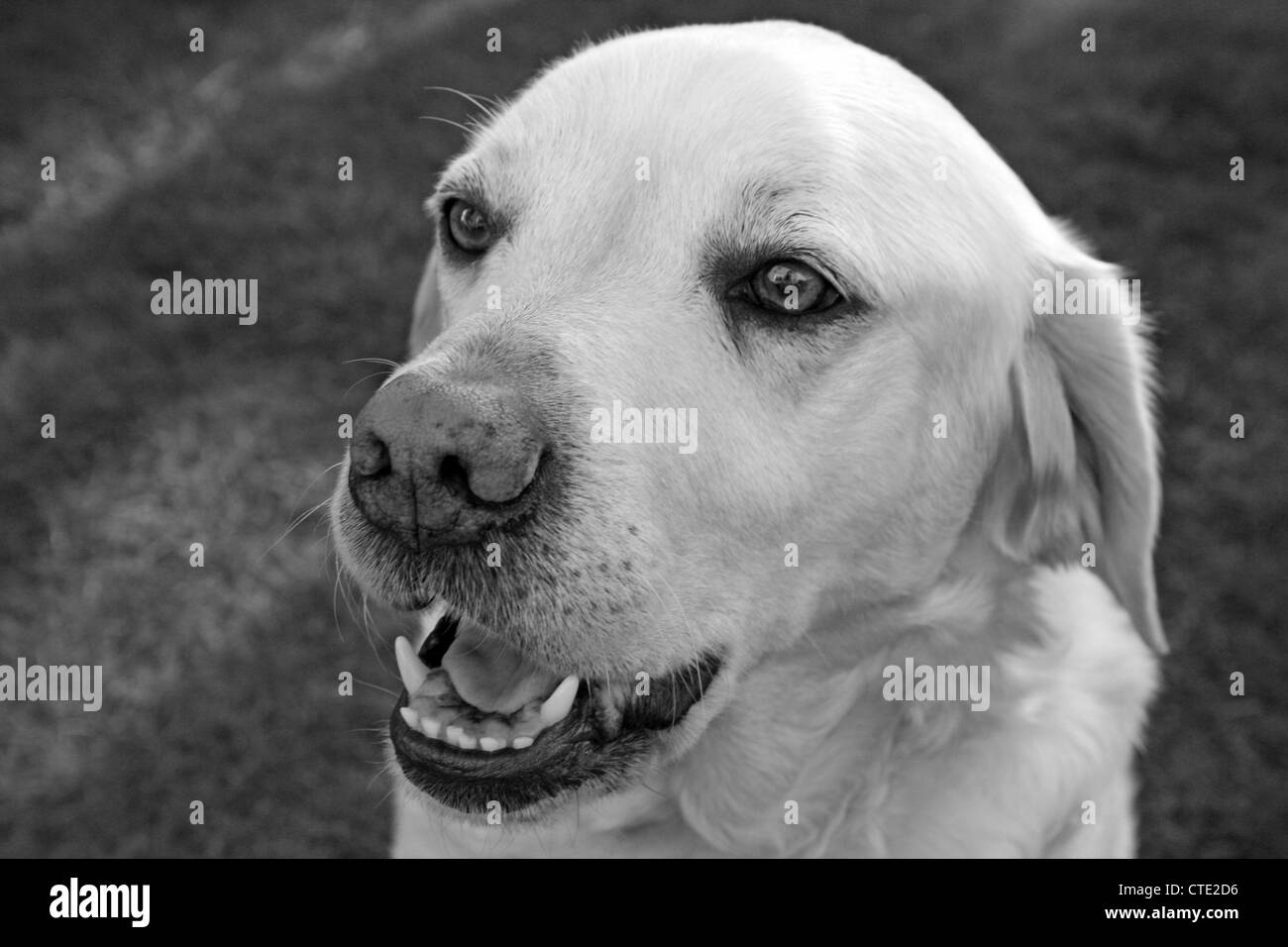 Green garden dog Black and White Stock Photos & Images - Alamy