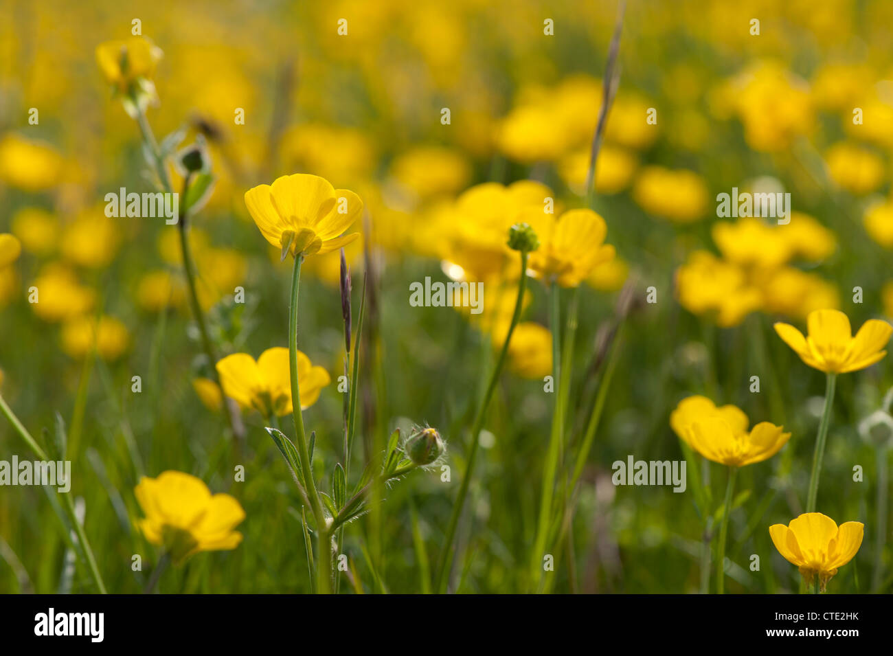 Bulbous Buttercups, Ranunculus bulbosus, in flower Stock Photo - Alamy