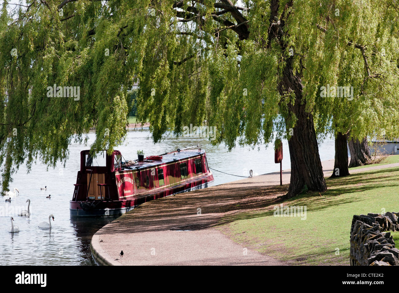 Narrow boat moored under a willow tree in Windsor Stock Photo - Alamy