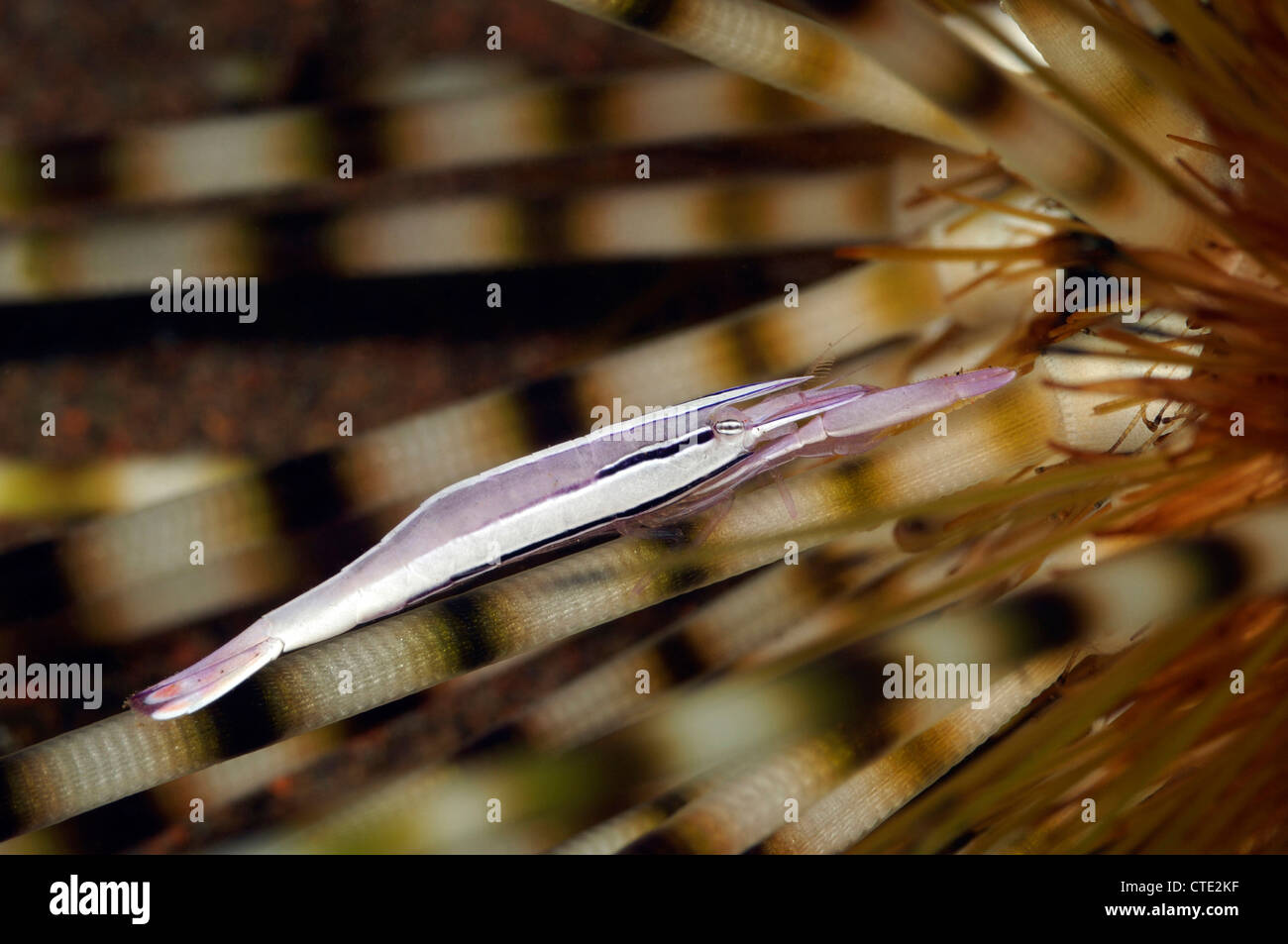 Commensal Shrimp on Spine of Sea Urchin, Stegopontonia commensalis ...