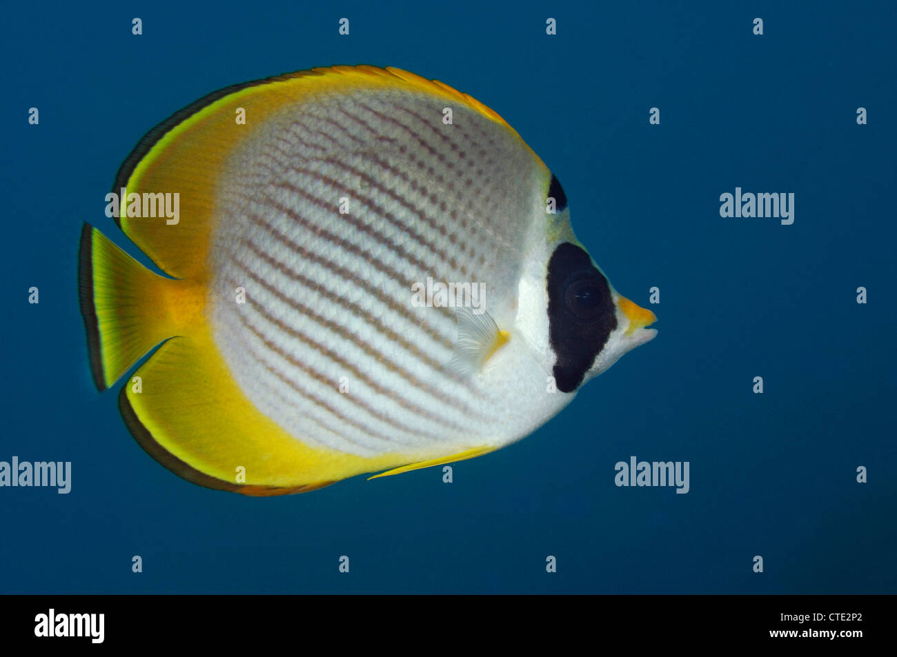 Panda Butteflyfish, Chaetodon adiergastros, Bali, Seraya, Indonesia ...