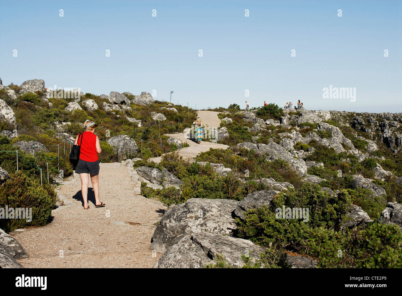 A lone female walks along a path on top of Table Mountain, Cape Town ...
